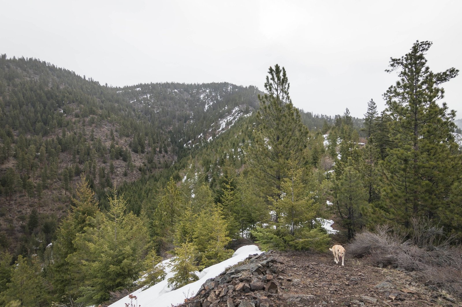 Tronsen Ridge Peak and Spring Snow / 創森脊峯的春雪 | Hiking with Dogs
